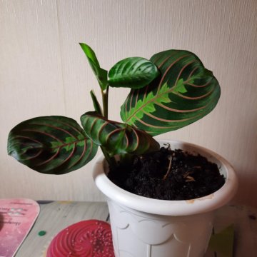 Маранта трехцветная – купить в Москве, цена 200 руб., дата размещения ...