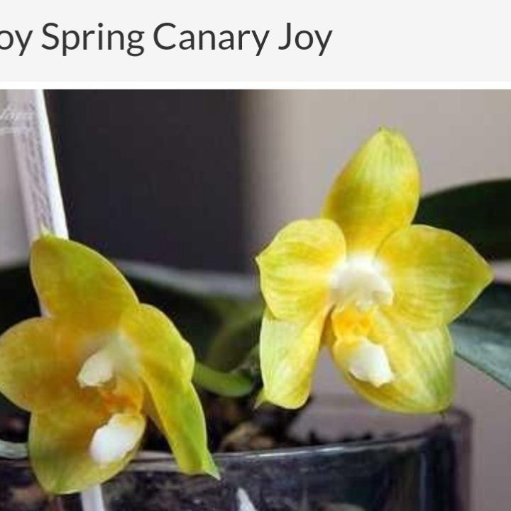 Орхидея фаленопсис Phal.Joy Spring Canary' Joy в Москве, цена 1 850 руб. | Объявления о продаже ...