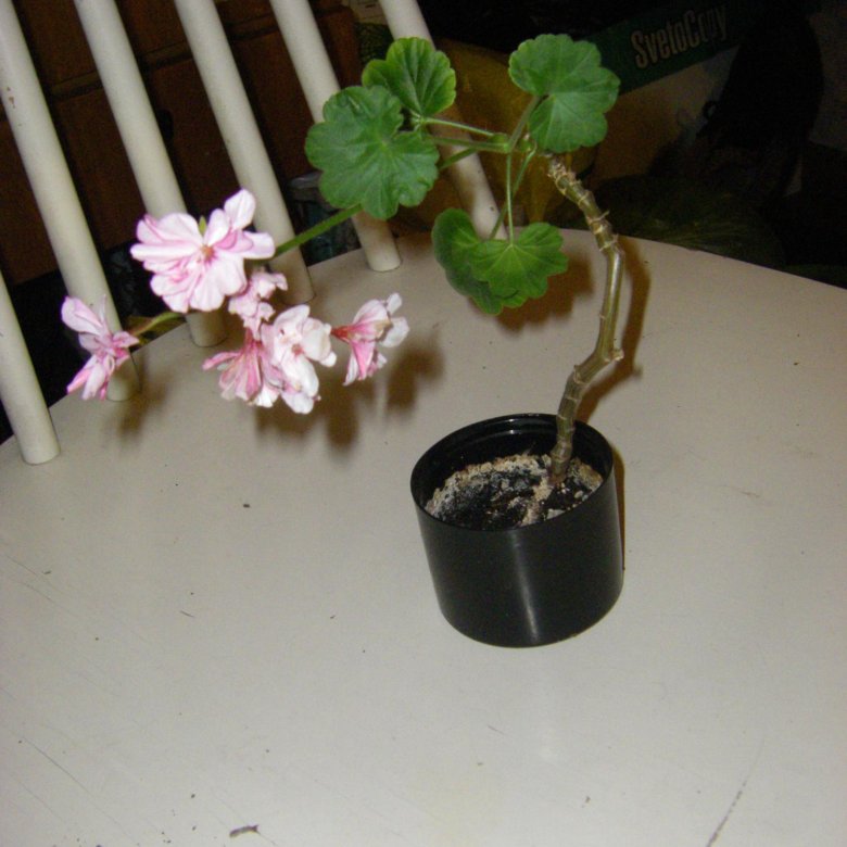 Герань черенок – купить в Санкт-Петербурге, цена 30 руб., дата ...