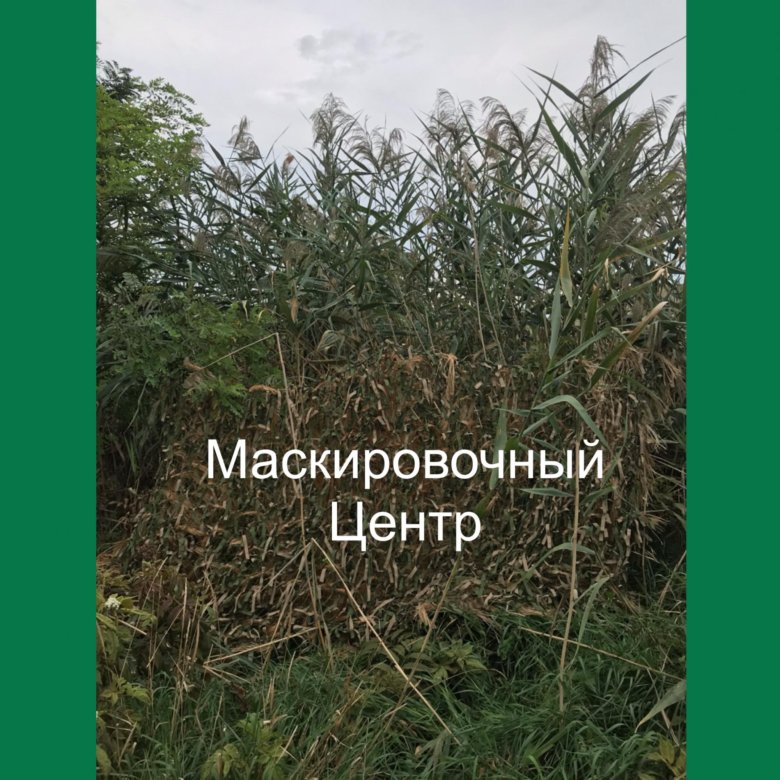 Маскировочная сеть зелёный камыш – купить в Краснодаре, цена 680 руб ...