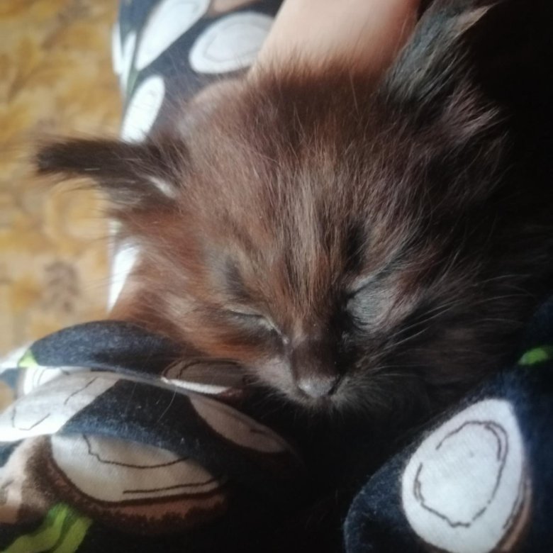 отдадим котенка в добрые руки – купить в Твери, бесплатно, продано 23 ...