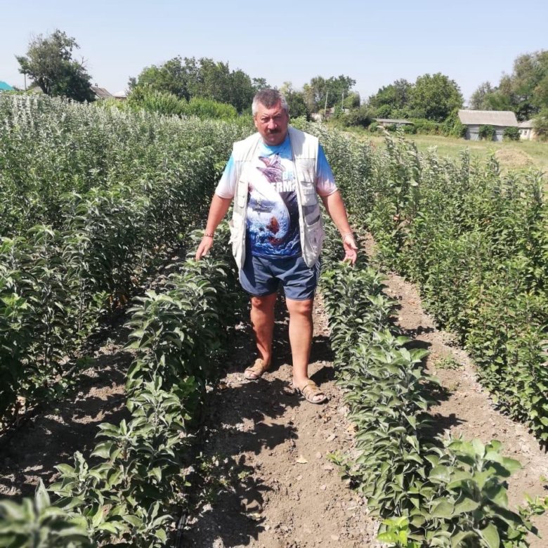Продажа саженцев.обрезка деревьев – купить в Татарке, цена 10 руб ...