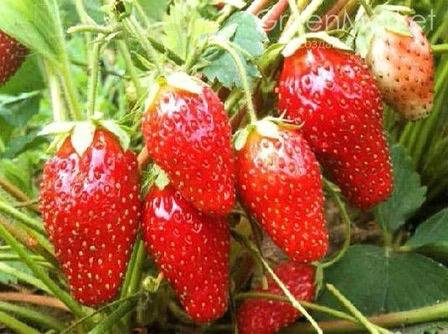 Рассада Клубника садовая – купить в Екатеринбурге, цена 30 руб ...