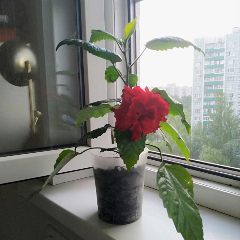 Китайская роза красная, гибискус с бутоном – купить в Москве, цена 350 ...