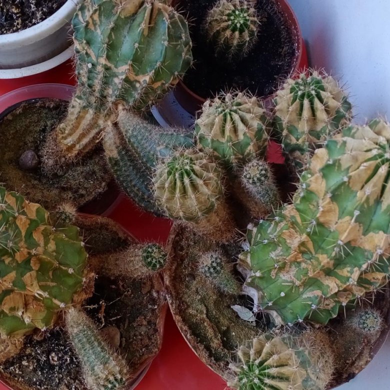 Кактусы бесплатно – купить в Москве, бесплатно, дата размещения: 22.06. ...