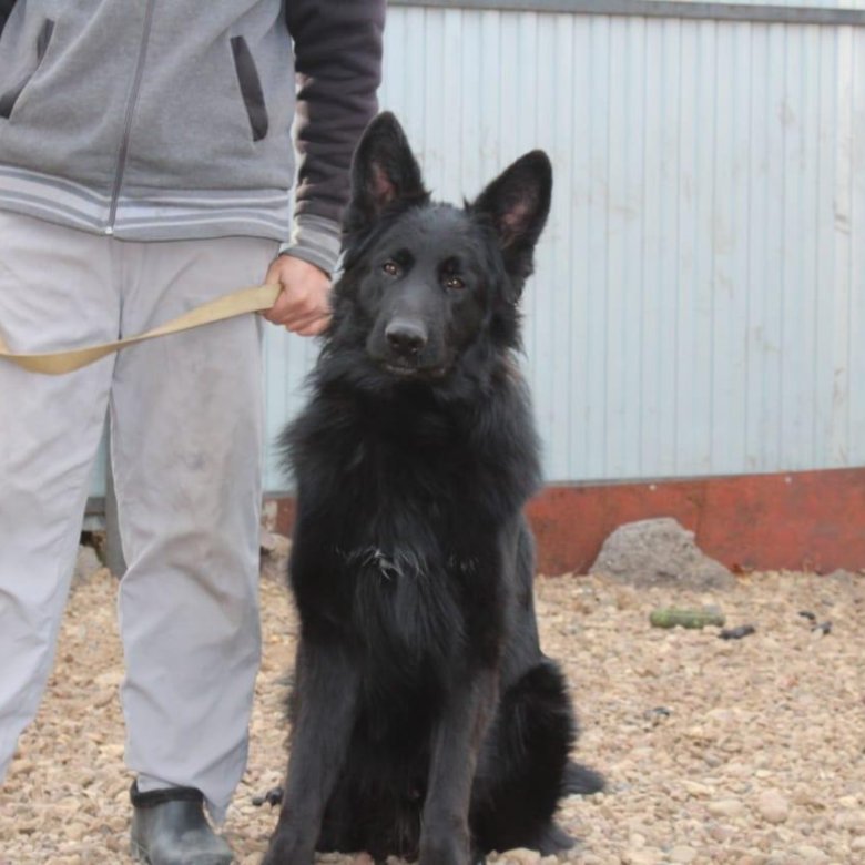 Немецкая овчарка – купить в Уфе, цена 5 000 руб., дата размещения: 11. ...