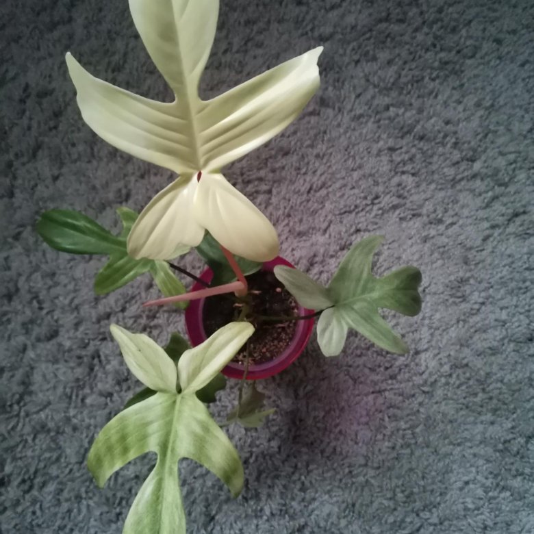 Филодендрон Флорида альба вар – купить в Хабаровске, цена 1 200 руб ...