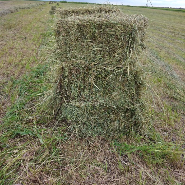 Сено луговое – купить в Дубовке, цена 250 руб., дата размещения: 21.10. ...