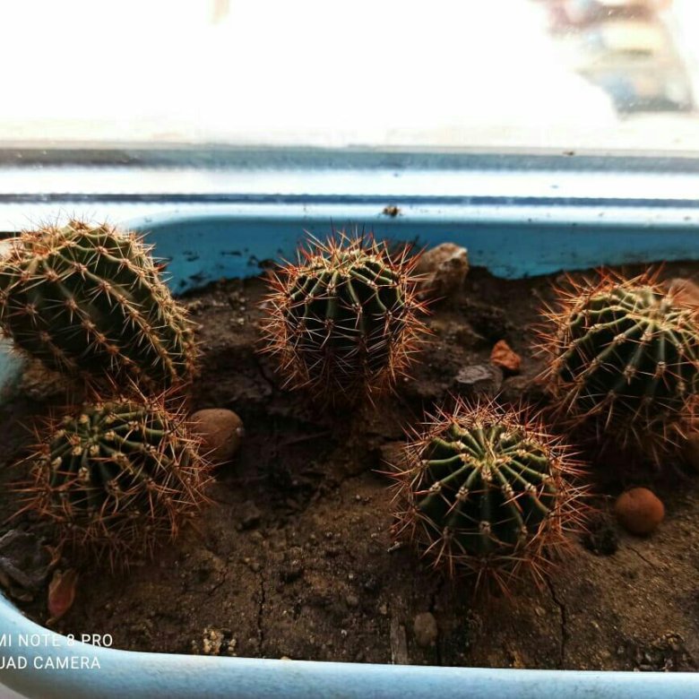 Кактусы – купить в Хабаровске, цена 50 руб., дата размещения: 20.05. ...