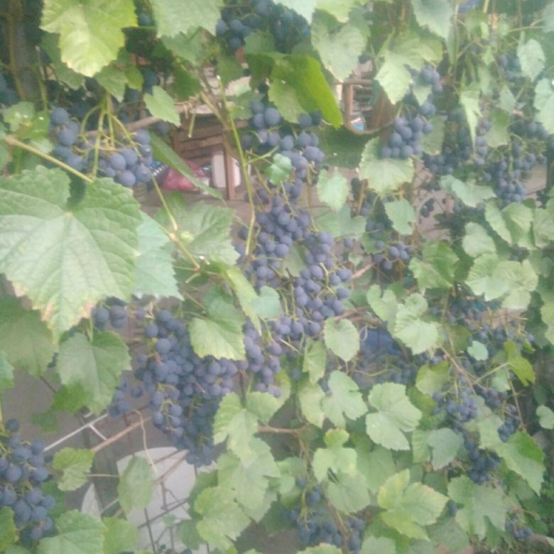 Виноград. Укорененные черенки – купить в Томске, цена 300 руб., дата ...