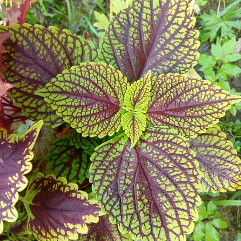 Колеус Coleosaurus – купить в Москве, цена 100 руб., дата размещения ...