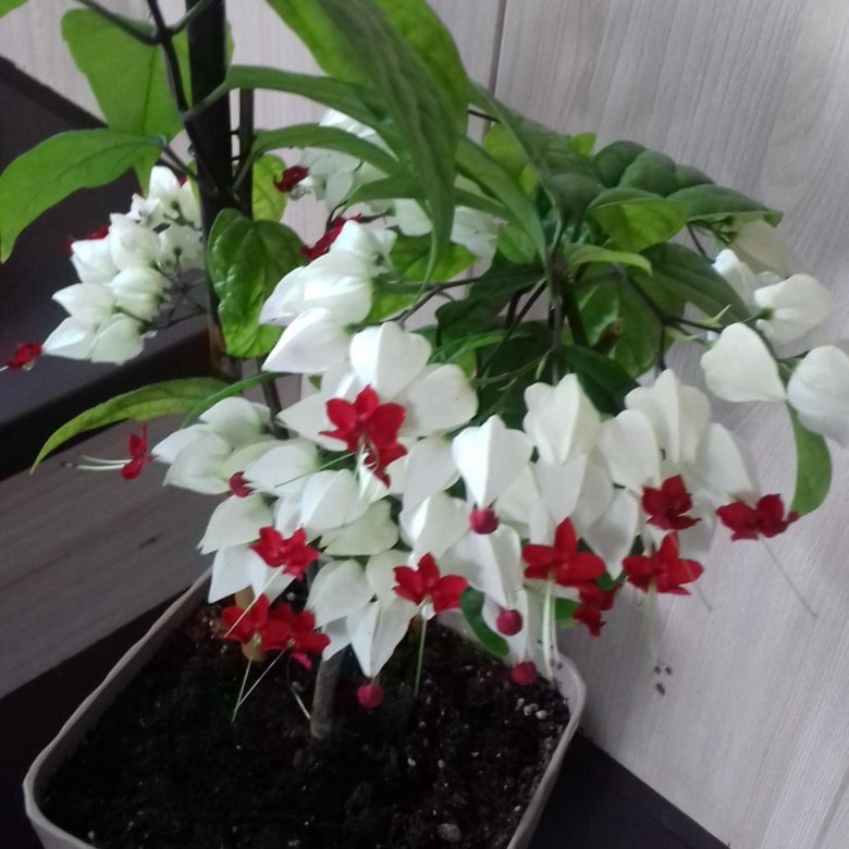 Клеродендрум томпсона – купить в Иркутске, цена 150 руб., дата ...