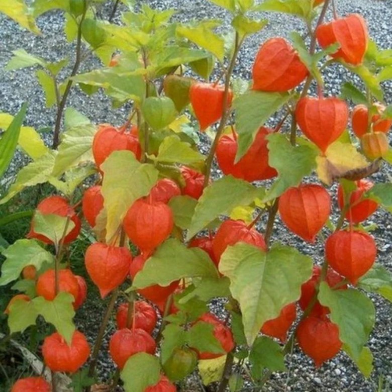 Физалис – купить в Красноярске, цена 100 руб., дата размещения: 25.05. ...
