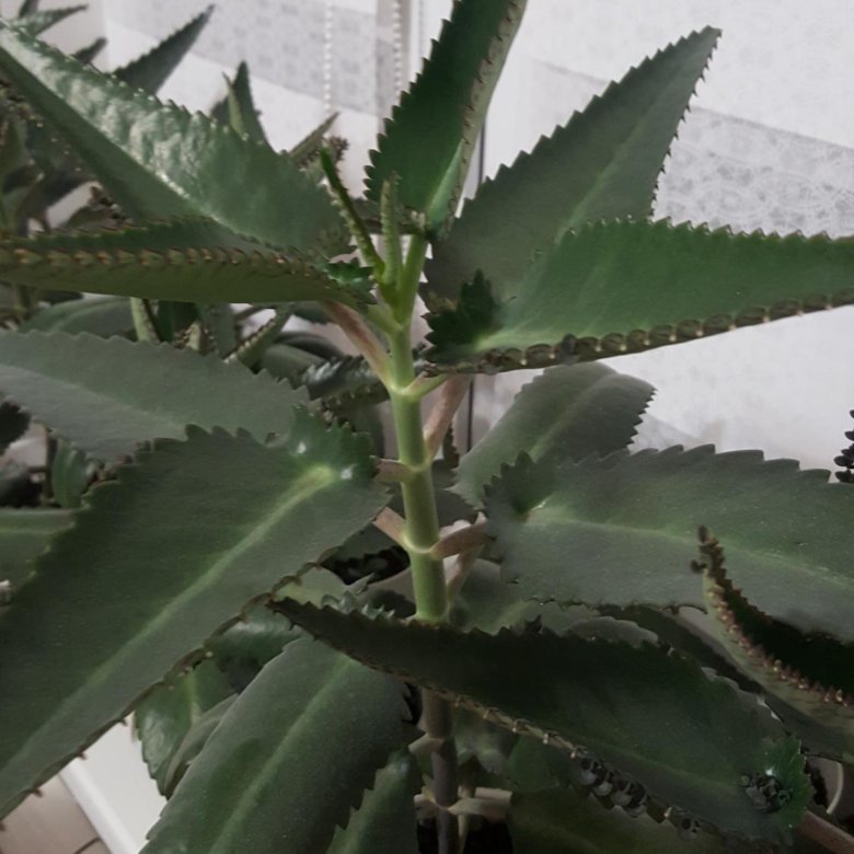 🌿 Каланхоэ лечебный 🌿 – купить в Троицке, цена 300 руб., дата ...