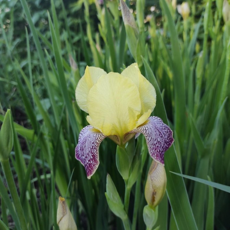 Ирисы бородатые (Калининский р-н) – купить в Челябинске, цена 100 руб ...
