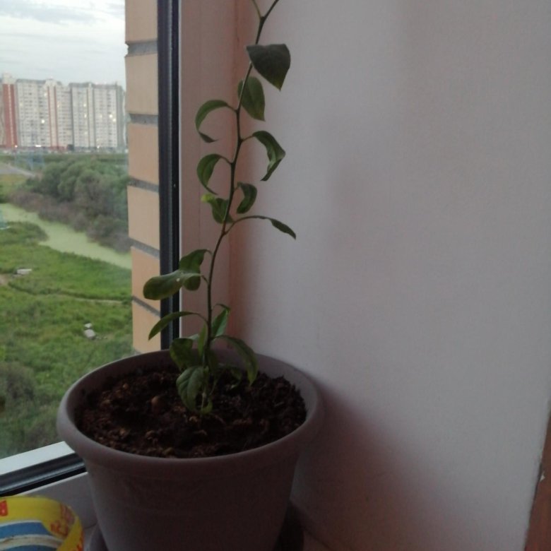 Лимонное дерево с горшком купить в Москве цена 700 руб дата размещения 24 11 2023