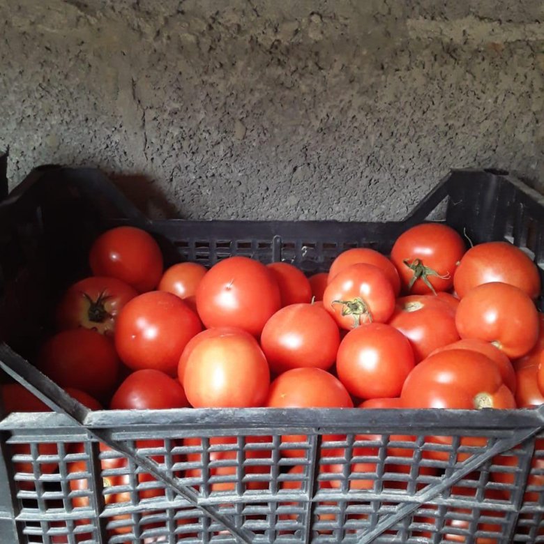 Продам домашние помидоры. – купить в Красноярске, цена 1 000 руб., дата ...