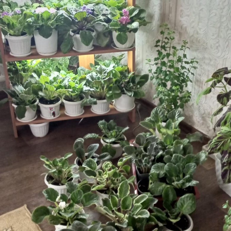 Фиалка – купить в Красноярске, цена 50 руб., дата размещения: 19.12. ...