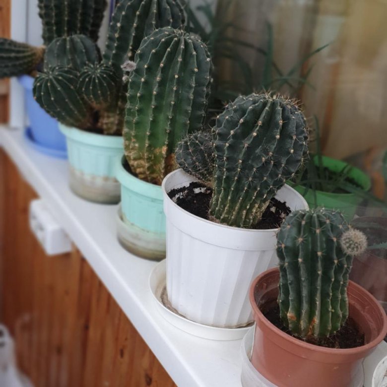 Кактусы – купить в Новороссийске, цена 20 руб., дата размещения: 03.11. ...