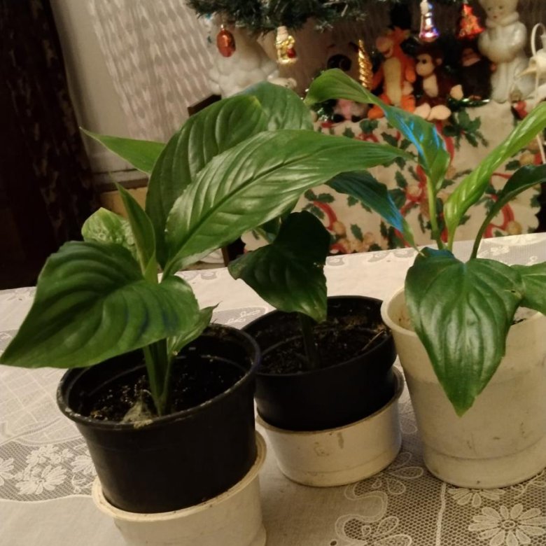 Спатифилум купить в Москве цена 150 руб продано 3 июня Растения и семена