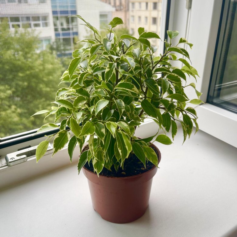 Фикус Бенджамина – купить в Москве, цена 250 руб., дата размещения: 22. ...