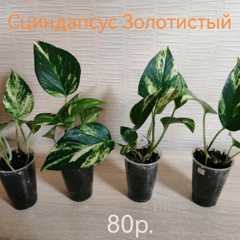 Комнатные растения купить в Екатеринбурге цена 60 руб дата
