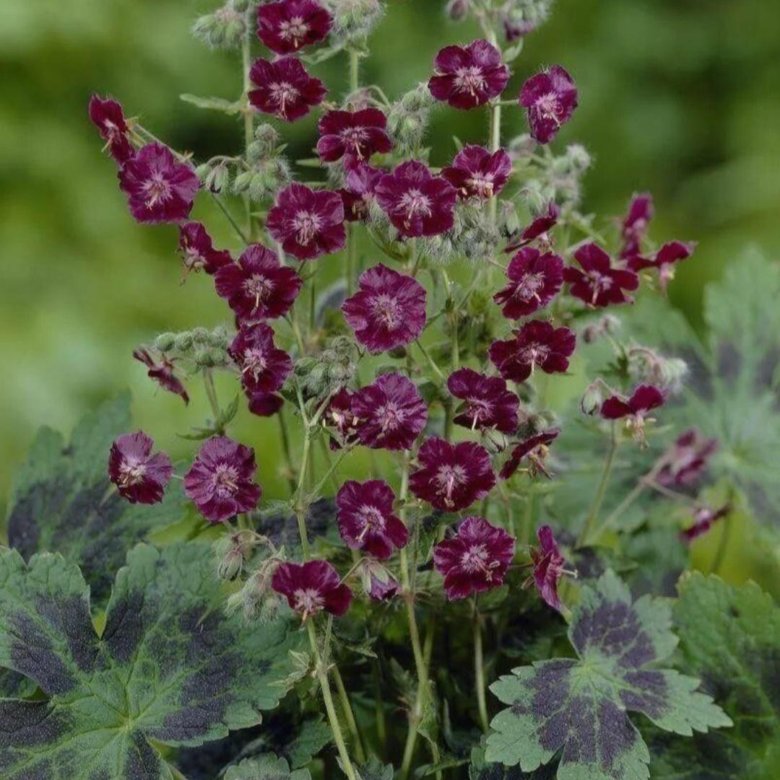 Герань садовая многолетняя – купить в Москве, цена 200 руб., дата ...