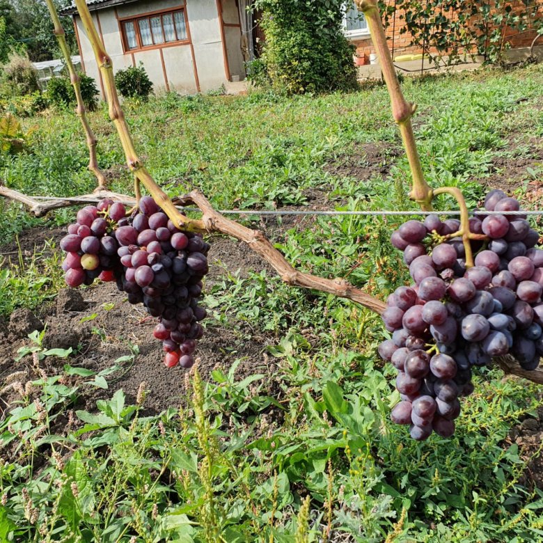 Виноград – купить в Донском, цена 300 руб., дата размещения: 30.05.2024 ...