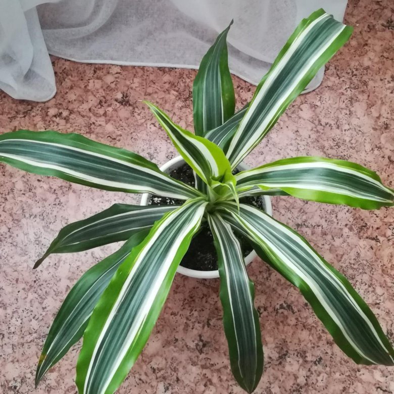 Драцена лемон лайм – купить в Красноярске, цена 500 руб., продано 24 ...