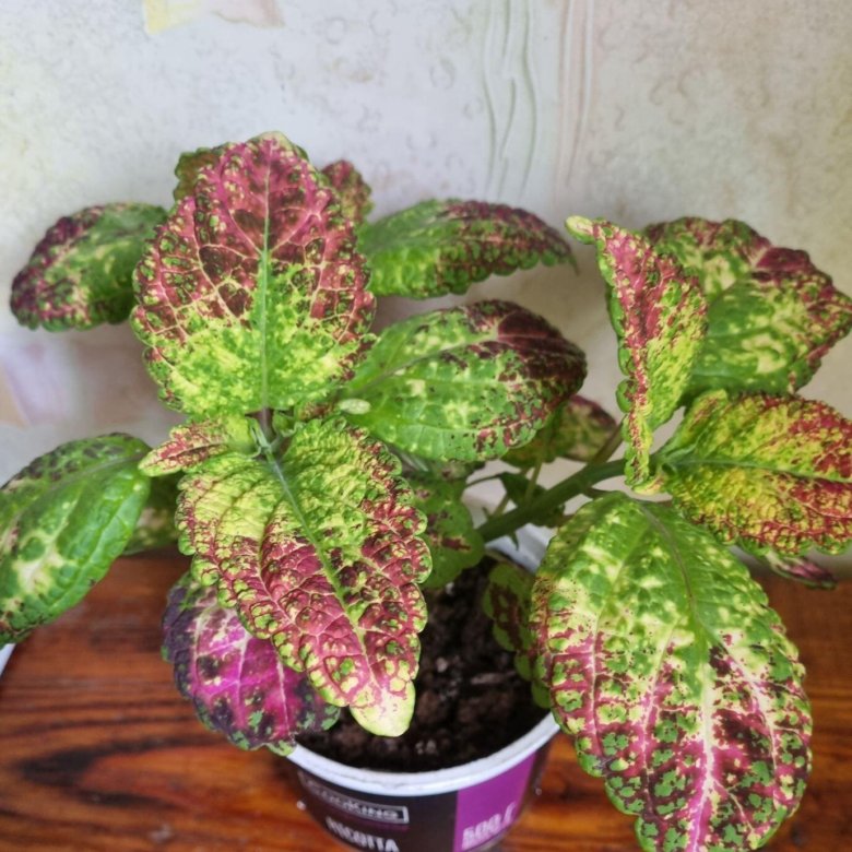 Черенки колеуса и укорененные сортовые купить в Екатеринбурге цена 60 руб дата размещения