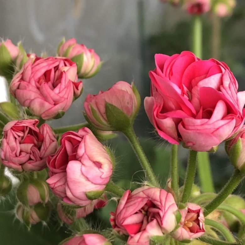 Герань, сортовая пеларгония, черенок – купить в Москве, цена 300 руб ...