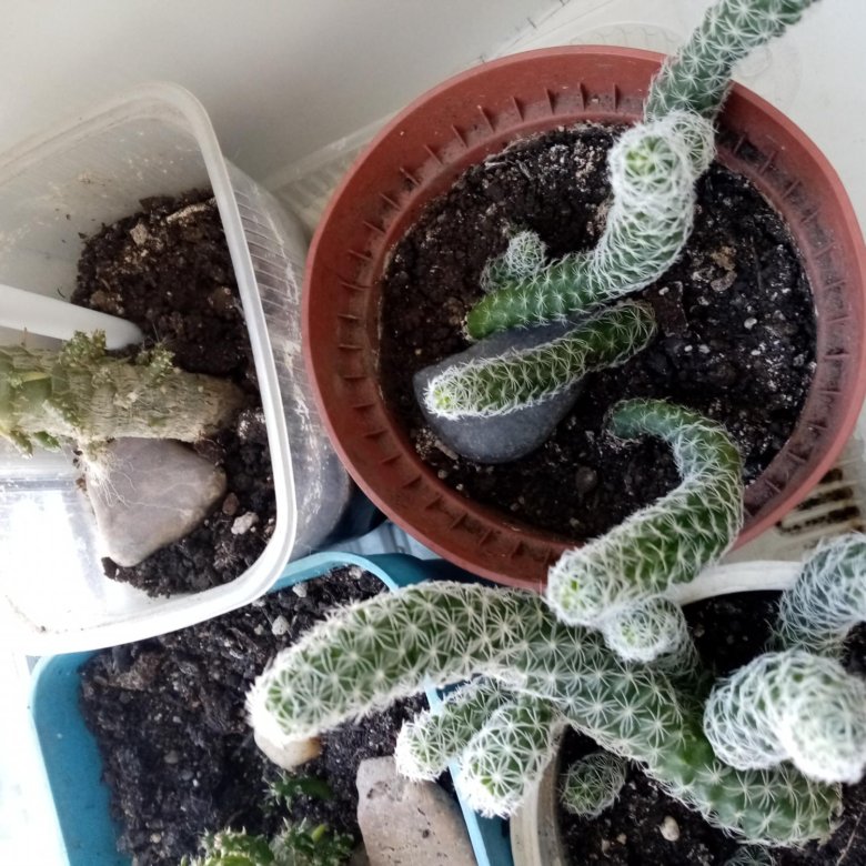 Кактусы – купить в Красноярске, цена 250 руб., дата размещения: 07.05. ...