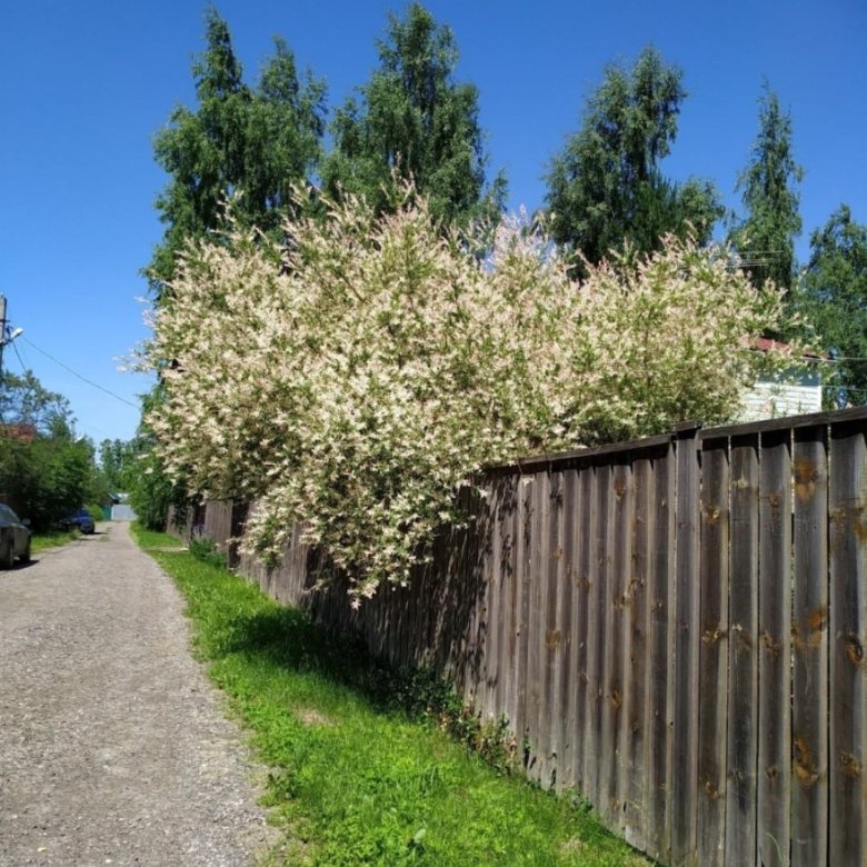 Ива Хакура Нишики – купить в Москве, цена 450 руб., дата размещения: 20 ...