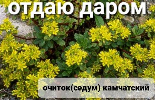 Цветы Почвопокровники – купить в Ижевске, бесплатно, дата размещения ...