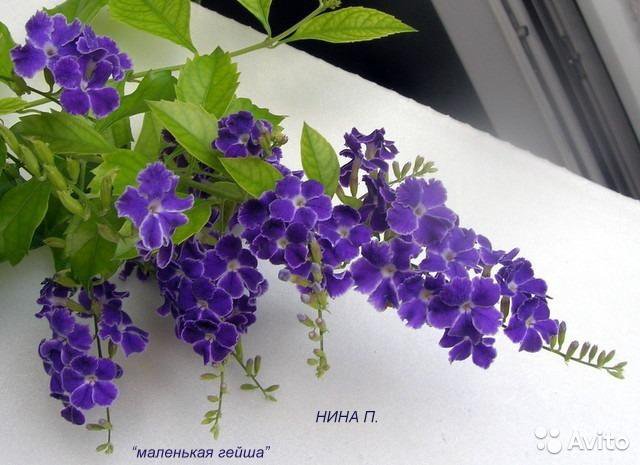 Дуранта Маленькая гейша – купить в Москве, цена 250 руб., дата ...