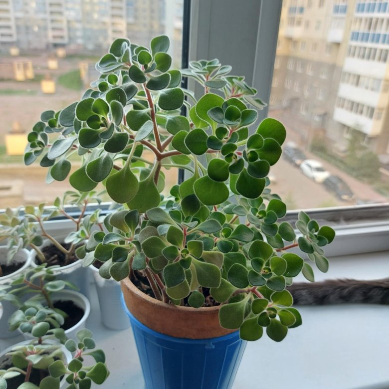 Аихризон – купить в Санкт-Петербурге, цена 100 руб., дата размещения ...