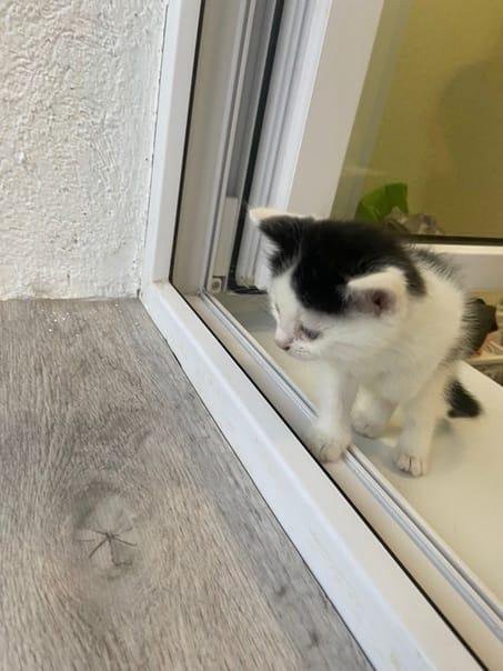 Котята в добрые руки – купить в Уфе, бесплатно, дата размещения: 14.07. ...