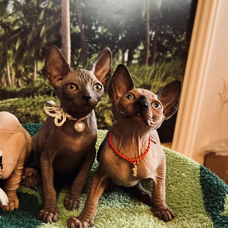 Канадский сфинкс котёнок – купить в Щёлково, цена 12 000 руб., дата ...